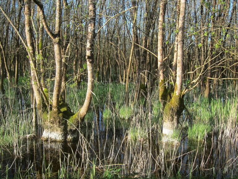 Inventaire des Zones humides et haies – La Clisse